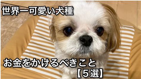 シーズーを飼う前に絶対見る動画！生活をする上で大切な事【お金をかけるべきこと5選】 Youtube