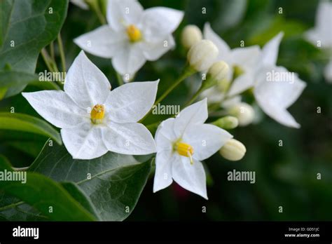 Solanum Jasminoides Jasminaehnlicher Nachtschatten Stock Photo Alamy