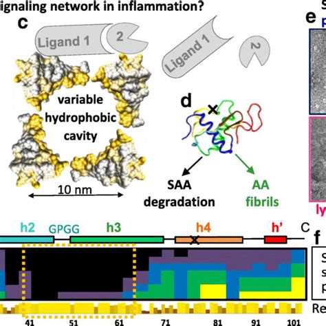 Current Understanding Of The Structure Function Relationship In SAA Download Scientific