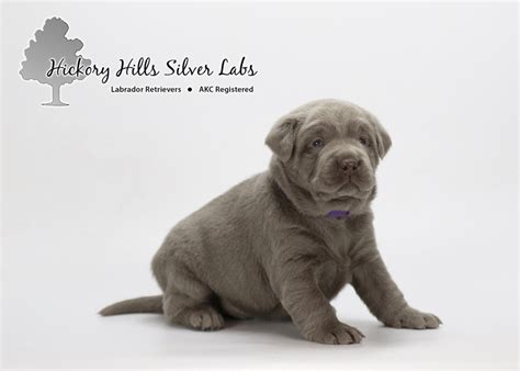 River And Huck Litter December 2022 Hickory Hills Silver Labs Washington Indiana