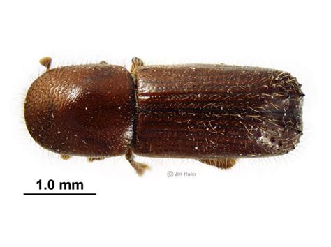 Xyleborini Ambrosia Beetles