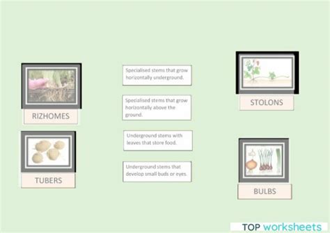 Asexual Reproduction In Plants Interactive Worksheet Topworksheets