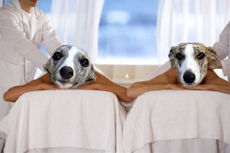 Couples Massage Swedish Vs Shiatsu
