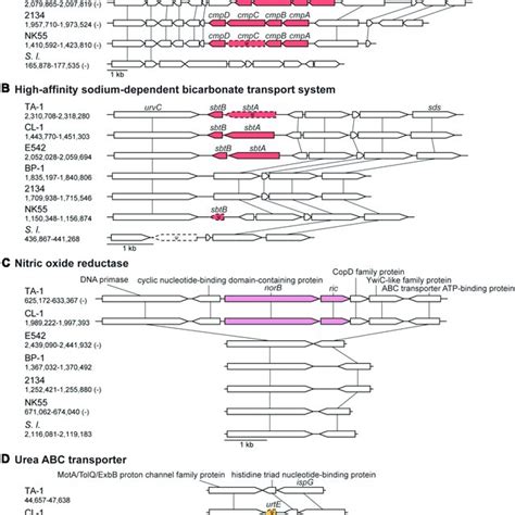 Synteny Plots Of Notable Genes Chromosomal Locations Are Labeled Below