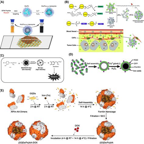 The Structure Of Ferritin Nanocage A Structure Of Human H Ferritin