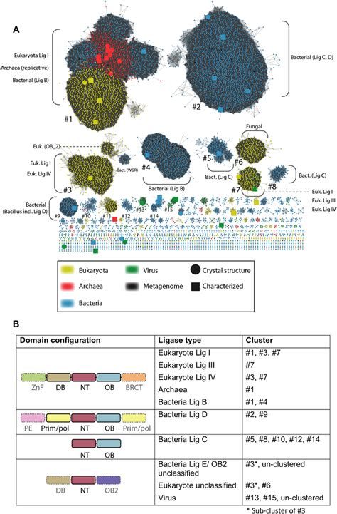 A Sequence Similarity Network Ssn Of Atp Dependent Dna Ligases