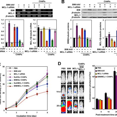 Western Blot Analysis Of Bcr Abl Expression In A Representative Baf3