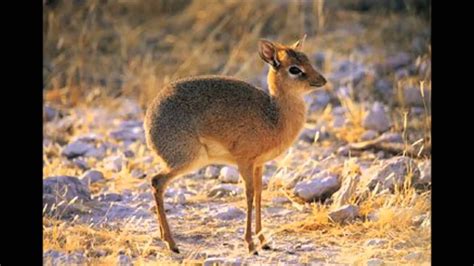 Antilope Youtube