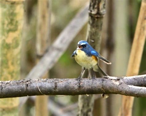 素早く動くルリビタキ 野鳥はともだち