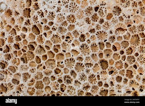Marine Fossils On Manitoulin Island Ontario Are Associated With Two