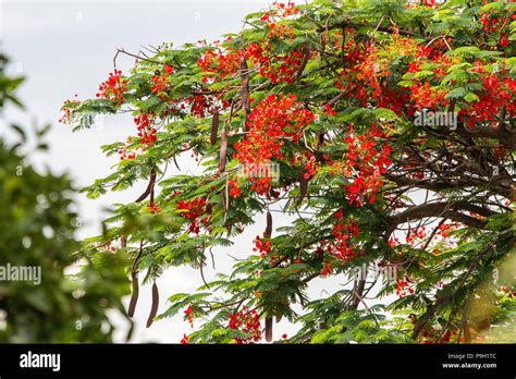 Poinciana Tree Seed Pods Hi Res Stock Photography And Images Alamy