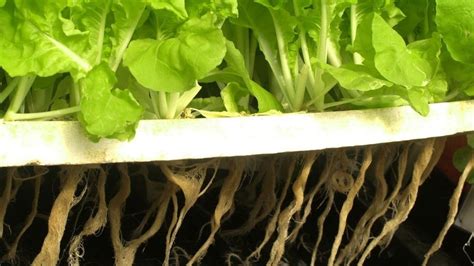 Deep Dive Into Dwc Aquaponics An Eco Friendly Path To Sustainable Gardening Urban Aqua Gardens