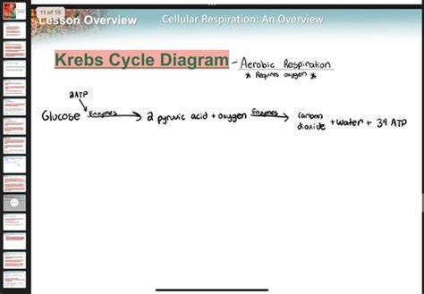 Bio Test Friday Ponzo Flashcards Quizlet