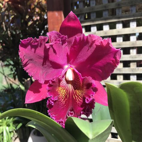 Blc Chia Lin New City Orquidário Cheiro De Mato