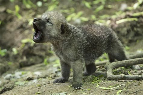 A Howling Arctic Wolf Cub Aww
