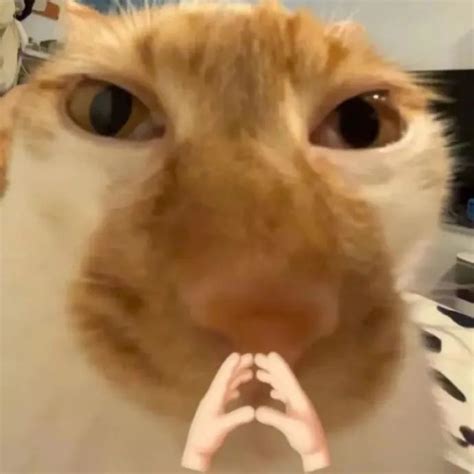 可爱橘猫配上比心手势，萌态十足超治愈 白底小猫表情包 表情包图片动图 求表情网斗图从此不求人