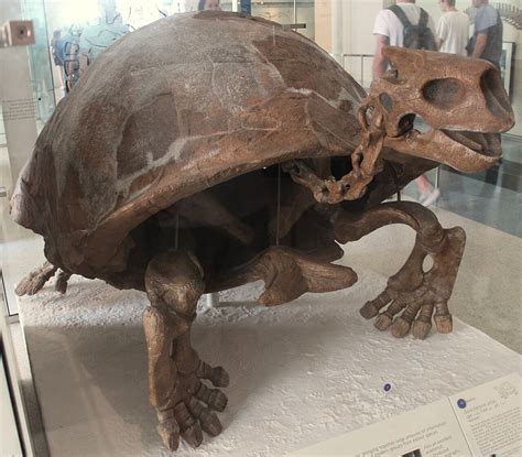 Megalochelys Wikipedia