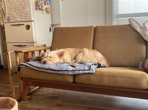 わが家に迎えた「元保護犬」アビーとの接し方に悩む日々｜保護犬と暮らす／オカタオカ（イラストレーター）
