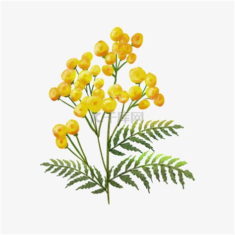 艾菊水彩花卉植物生日素材图片免费下载 千库网