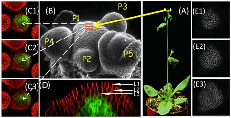 Shoot Apical Meristem Arabidopsis