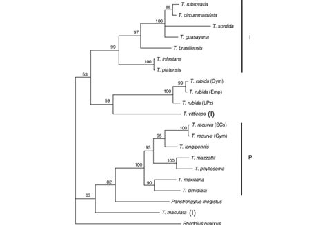 Fifty Percent Majority Rule Consensus Tree Showing Relationships Among