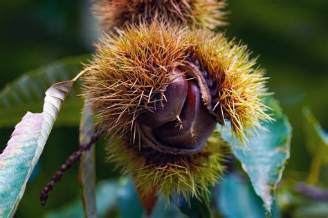 20 무료 Burred And 밤송이 이미지 Pixabay