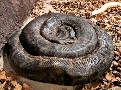 Python Bivittatus Python Serpiente Acurrucada En El Suelo En La Granja
