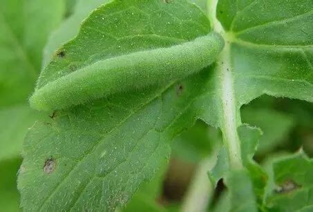 菜青虫和小菜蛾的防治方法 病虫害 世纪农药网