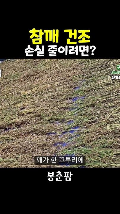 참깨건조 알뜰하게 수확하려면 Youtube