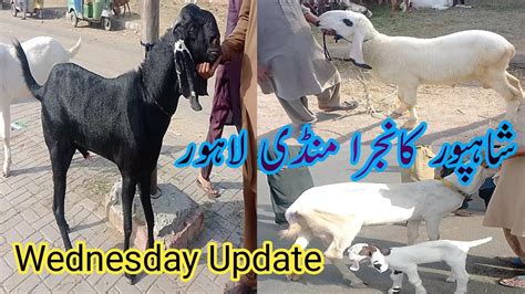 Wednesday 27 September 2023 Update Shapur Kanjra Mandi Lahore Kajla