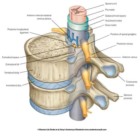 Spinal Csf Leaks Overview Spinal Csf Leak Foundation