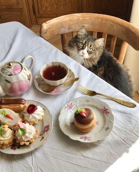 Tabitha Garrison Wild Side Nel 2025 Cibo Animali Gatti