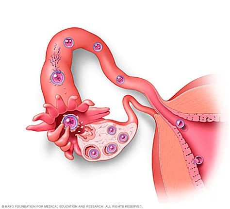 Fertilization Process Pregnancy