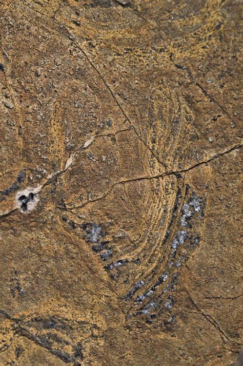 Fossil Member Collections The Fossil Forum