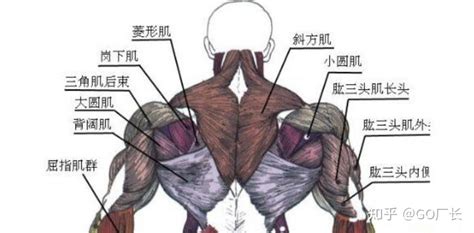 如何锻炼背部肌肉 知乎