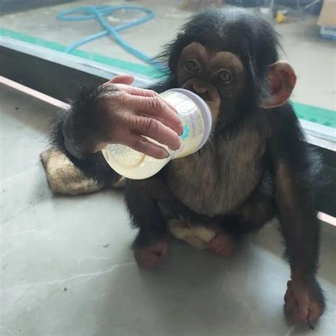 活动简讯太原动物园黑猩猩育幼成果展示活动小黑猩猩的周岁礼 知乎