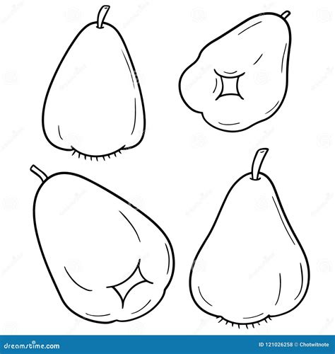 Rose Apple Chom Poothailand Fruit Sketch Vector Illustration Isolated