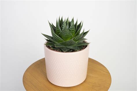 Aloes Cosmo Aloe Aristata Green Pearl Sklep Internetowy Zielona Flora