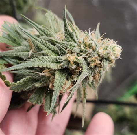 Sexigoodness On Tumblr