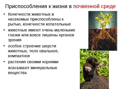 Пример приспособления