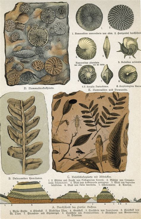 Fossils Poster Print By Science Source Item Varscibd4655 Posterazzi
