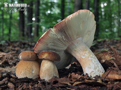 Russula Olivacea Pictures Olive Brittlegill Images Nature Wildlife