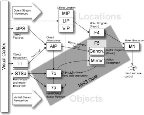 The Mns Mirror Neuron System Model Oztop And Arbib 2002 Note That Download Scientific