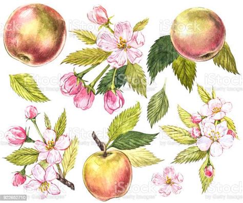 매우 상세한 손으로 그린 사과의 컬렉션입니다 흰색 배경에 고립 수채화 식물 그림입니다 0명에 대한 스톡 벡터 아트 및 기타 이미지 0명 가을 건강한 생활방식 Istock