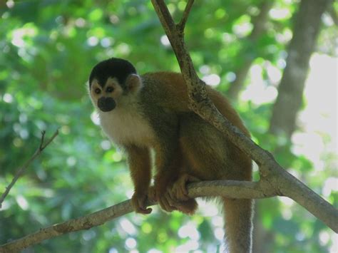 Once monos fueron recatados en Chiriquí en el primer semestre de 2022