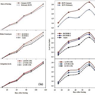 Dry Matter Production 1a And Leaf Area Index 1b Of Summer Maize