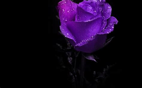 Purple Roses Background Wallpaper Wallpapersafari