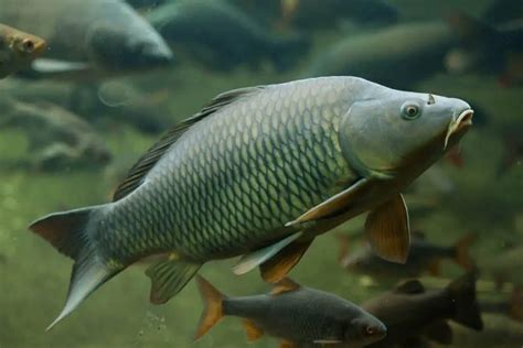 Common Carp 101 Care Diet Tank Size Tank Mates And More
