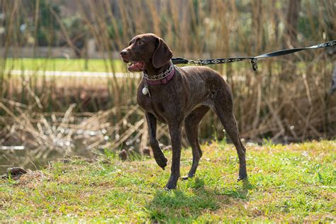 English Wirehaired Pointer Breed Characteristics And Traits