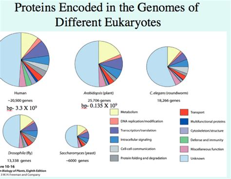 Lecture 22 Genes Genomics And Chromosomes Final Flashcards Quizlet